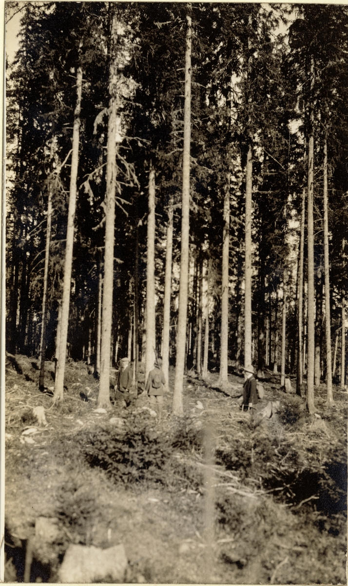 Tre menn, én med jaktvåpen over skulderen, skimtees mellom trærne i ...