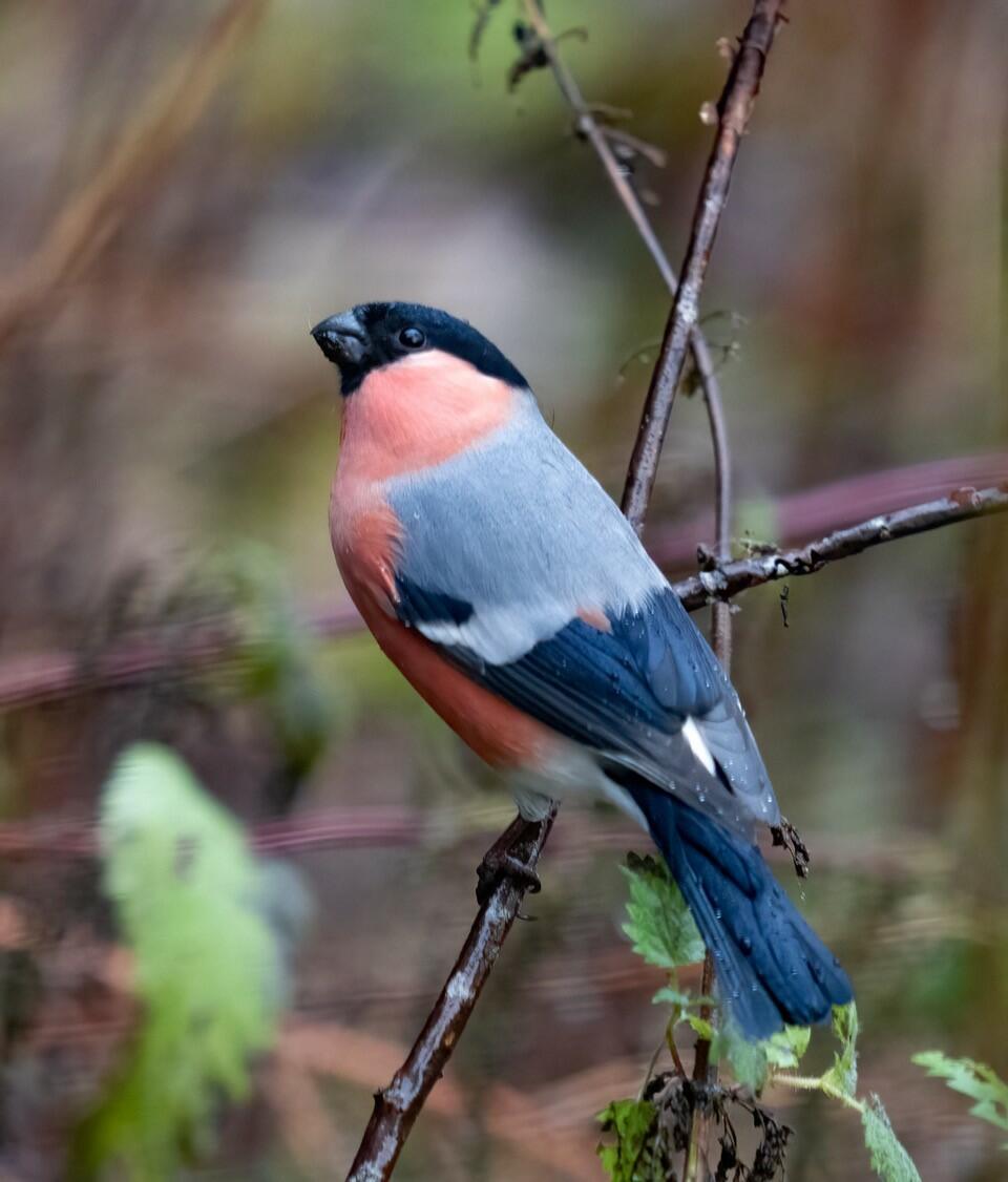 Dompap - Asker museum