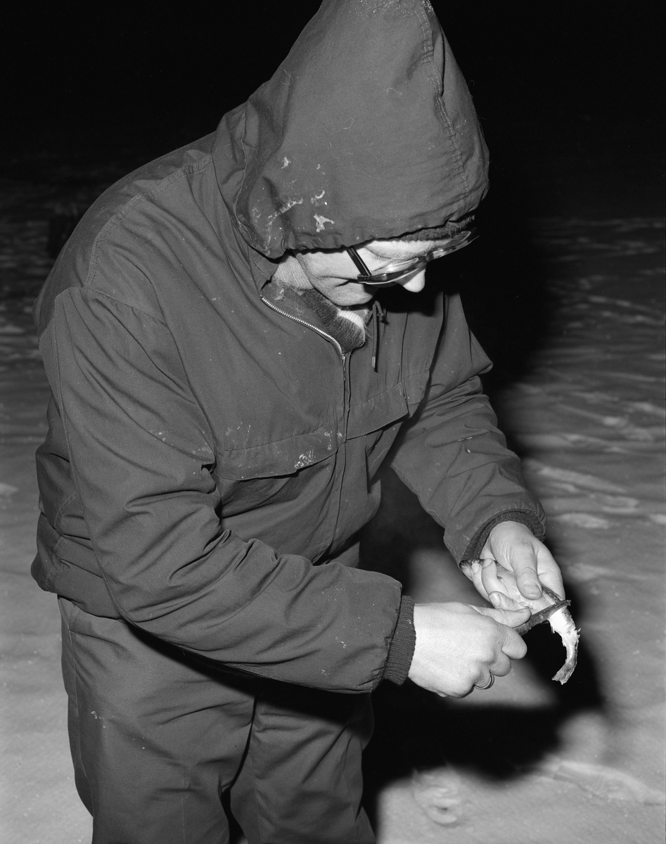 Ole Birkely fra Brumunddal fisker lake under isen i Furnesfjorden ...