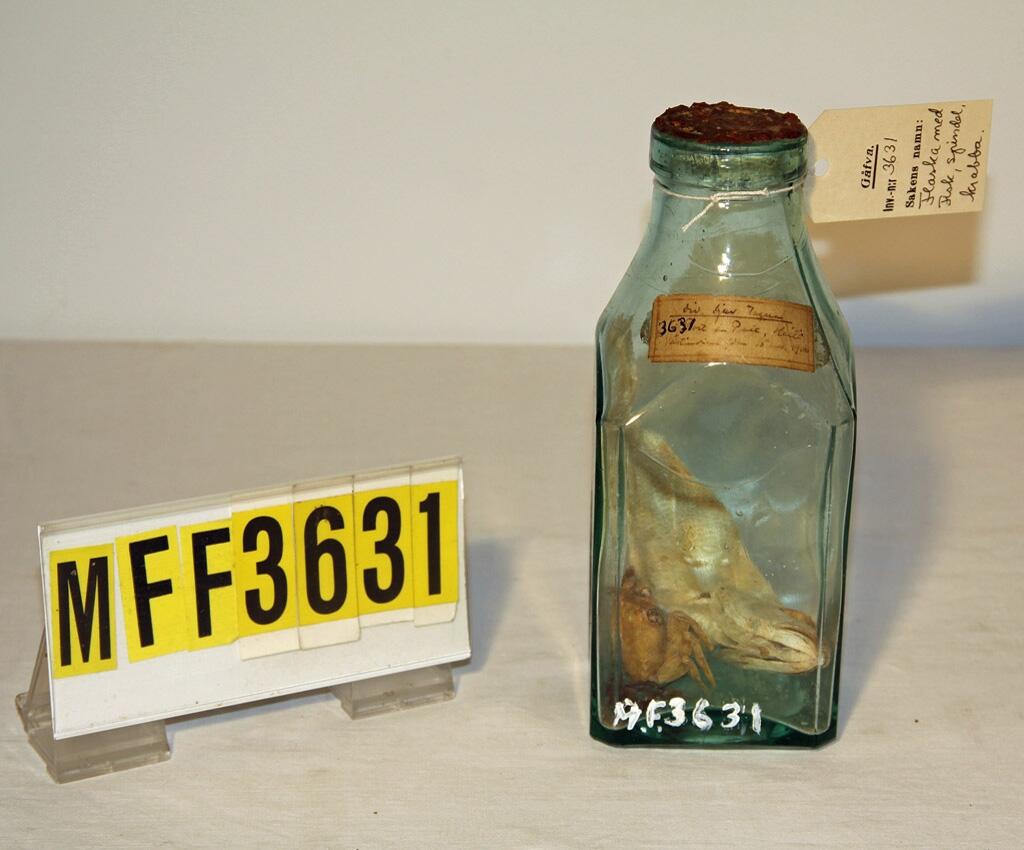 Spindelkrabba och fisk i spritflaska - Medelpads fornminnesförening ...