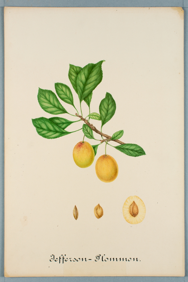 Sveriges kulturväxter. Illustration utförd av Henriette Sjöberg ...