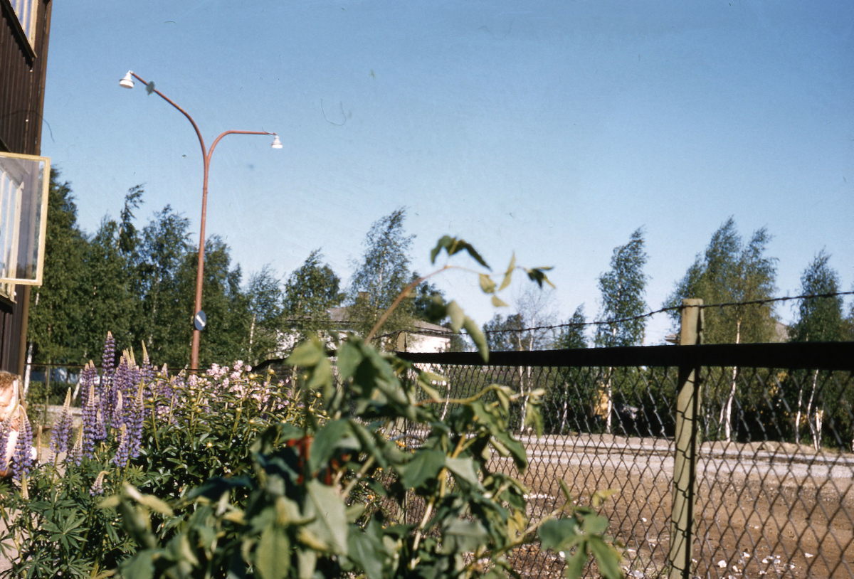 Hage med lupiner nettinggjerde med piggtråd - Museene i Akershus ...
