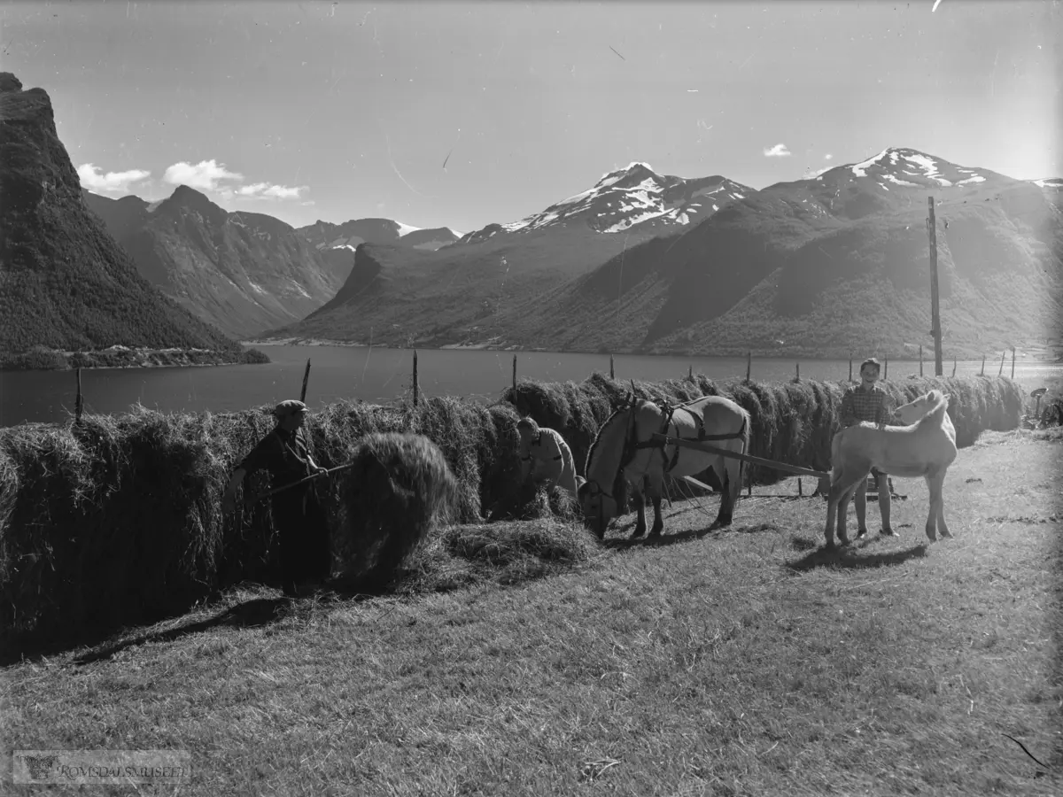Hesjing på Hagen i Torvik..Hejen som er på bildet var kjent som å være ...