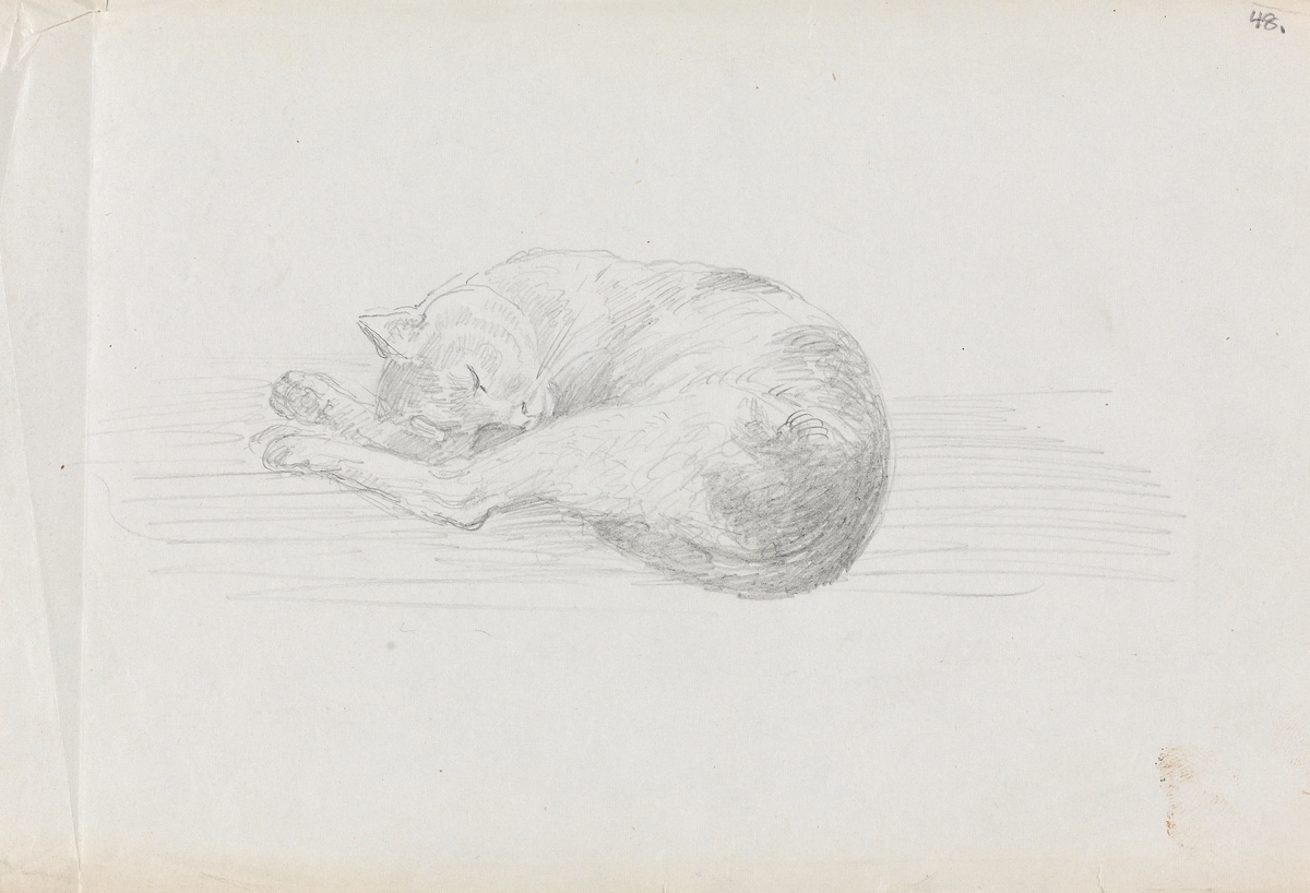 Sovende katt [Tegning] - Nasjonalmuseet, billedkunstsamlingene / DigitaltMuseum