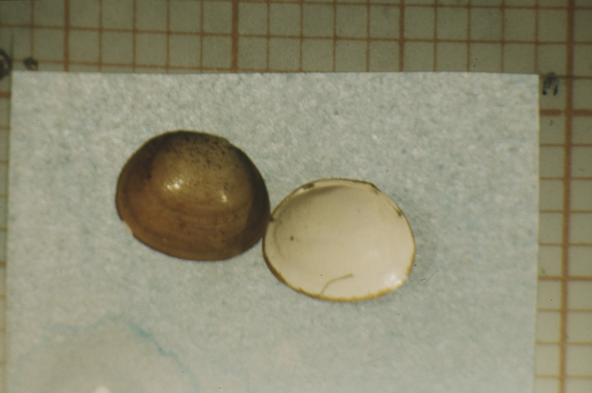 Ertemusling. Pisidium sp. Breiavatnet. - Arkeologisk museum ...