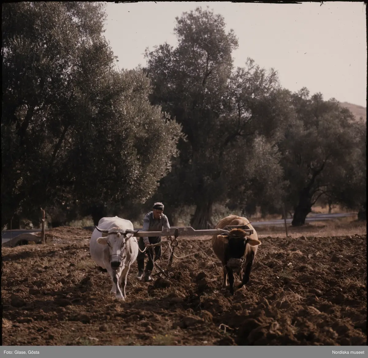 Grekland, Kreta. En man plöjer en åker med oxar. - Nordiska museet ...