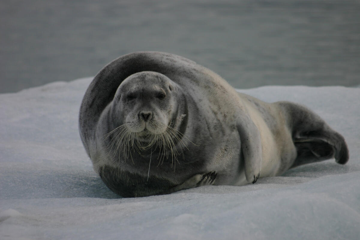 Hval og sel - Svalbard Museum
