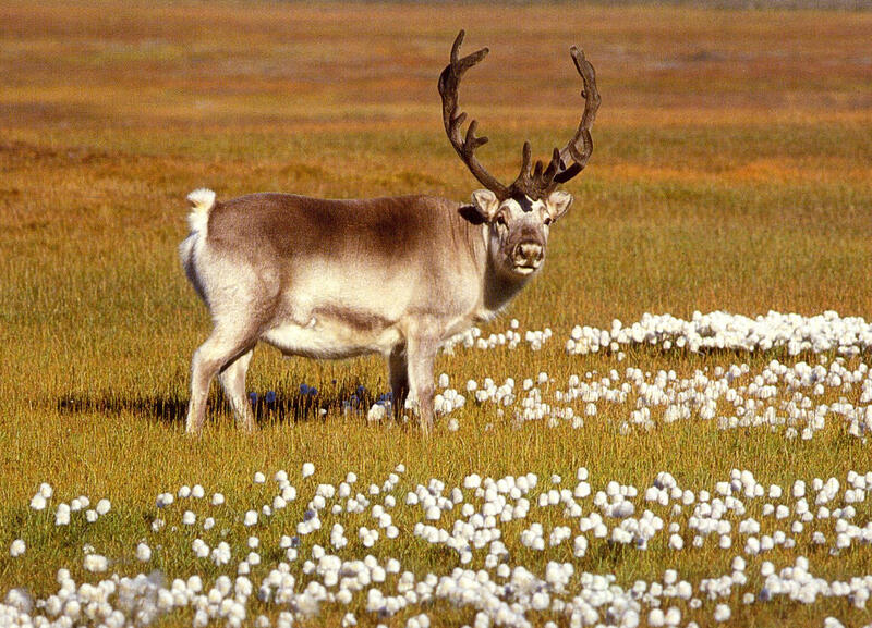 Svalbard Reindeer - Svalbard Museum