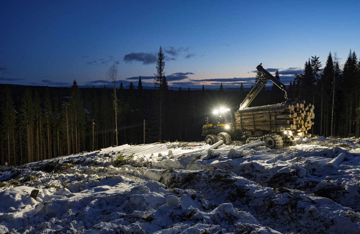 Skogsdrift. Lassbærer transporterer tømmer en tidlig morgen. Bildet er ...