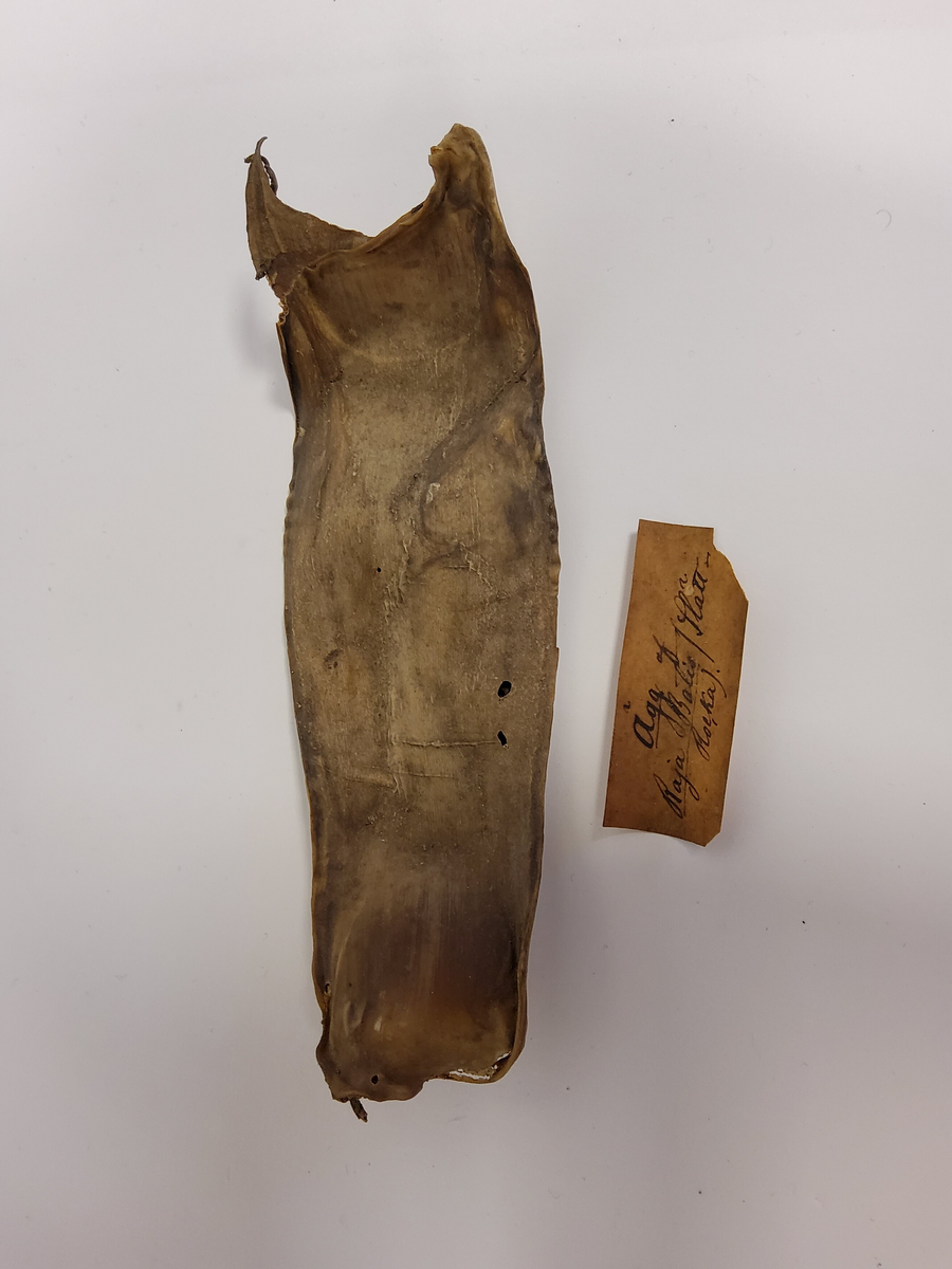 Hajfiskar - Västergötlands museum / DigitaltMuseum