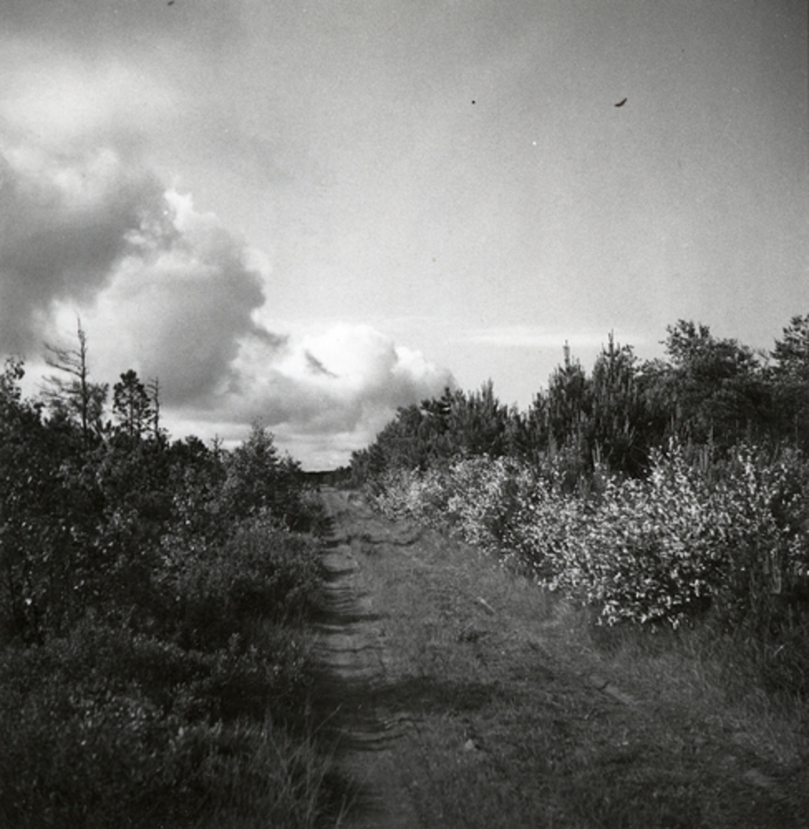 Buske och träd vid stig. - Hallands Konstmuseum / DigitaltMuseum