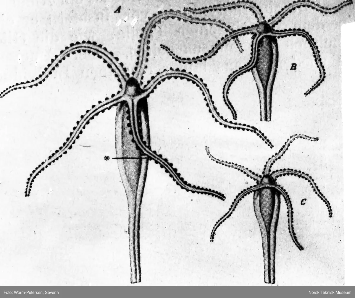 Hydra fusca, polypp - Norsk Teknisk Museum / DigitaltMuseum