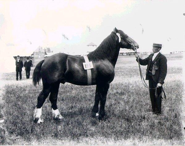 Lantbruksmötet 1910. Häst (Greger) Gideon Johansson, Öttum ...