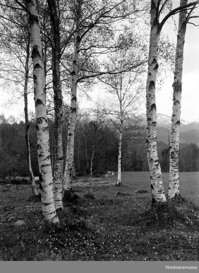 Naturfoto av fotograf John Myren. Datering er ukjent, men trolig ...