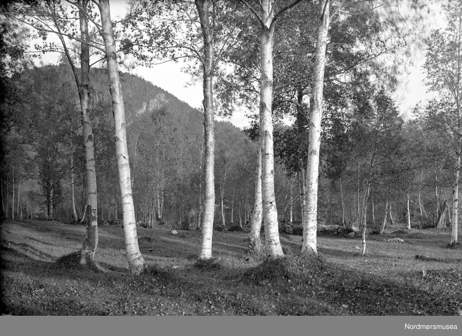 Naturfoto av fotograf John Myren. Datering er ukjent, men trolig ...