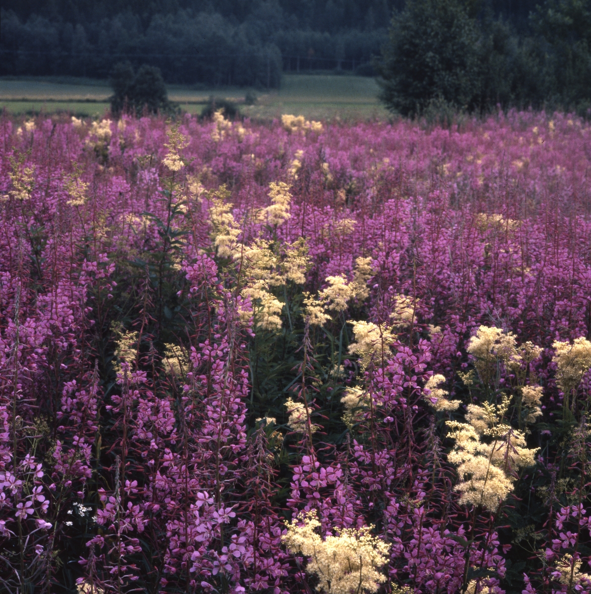 Rallarros och älggräs som växer tillsammans. - Hälsinglands Museum ...
