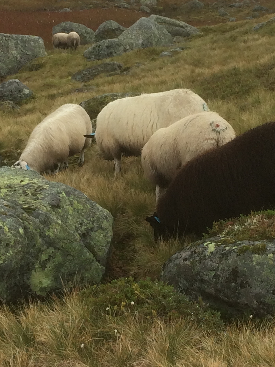 Samling av sauer frå heia. 5000 sauer blir samla ved Flåtå ved ...