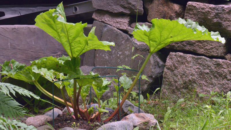 Rabarbra - Asker museum