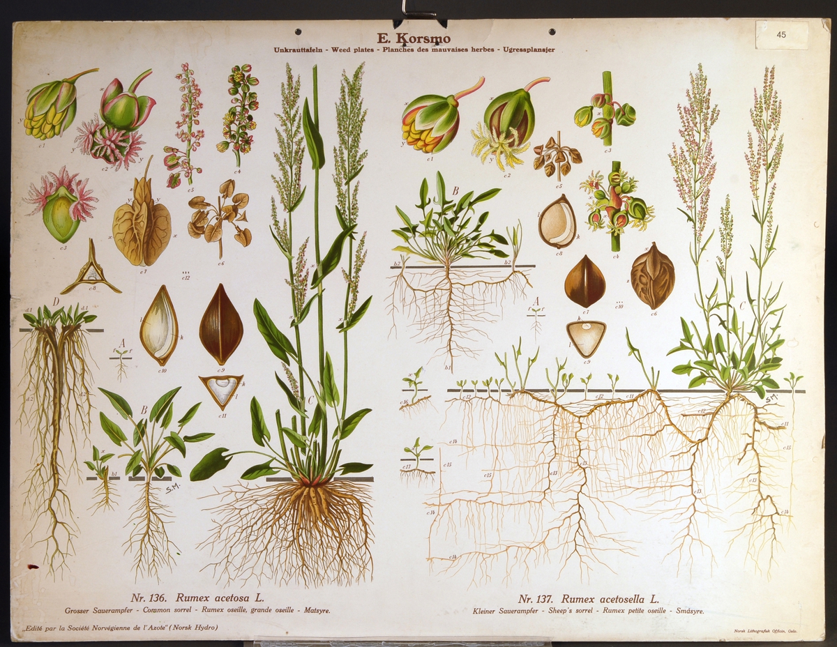 Plansje - Sverresborg Trøndelag Folkemuseum / DigitaltMuseum