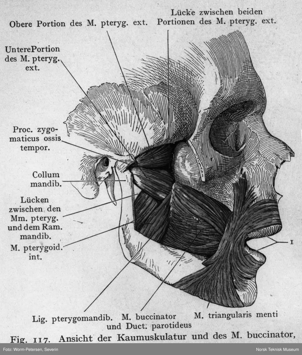 Anatomisk illustrasjon av ansiktsmuskler - Norsk Teknisk Museum ...