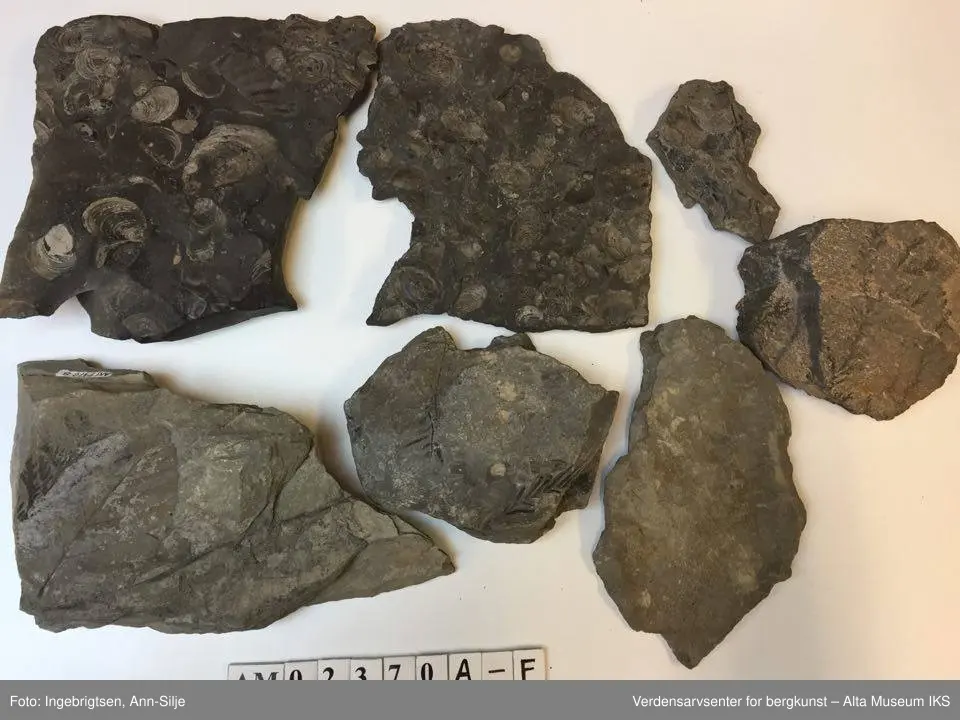 Fossiler fra Svalbard - Verdensarvsenter for bergkunst – Alta Museum ...