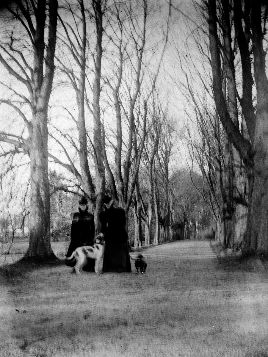 2 kvinner spaserende med hund i allè, ant. i Tyskland. Fotografens ...