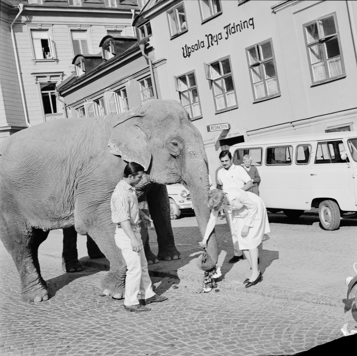 "Cirkus i stan" - elefanter på Gamla Torget, Uppsala maj 1964 ...