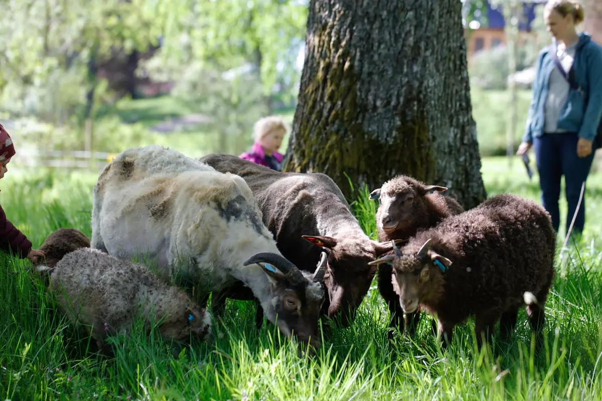 Bogstad visitor farm – Bogstad manor